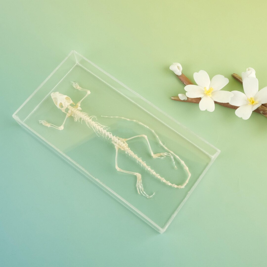 Preserved Lizard or Gecko Full Body Skeleton, Dry Specimen for Cabinet ...