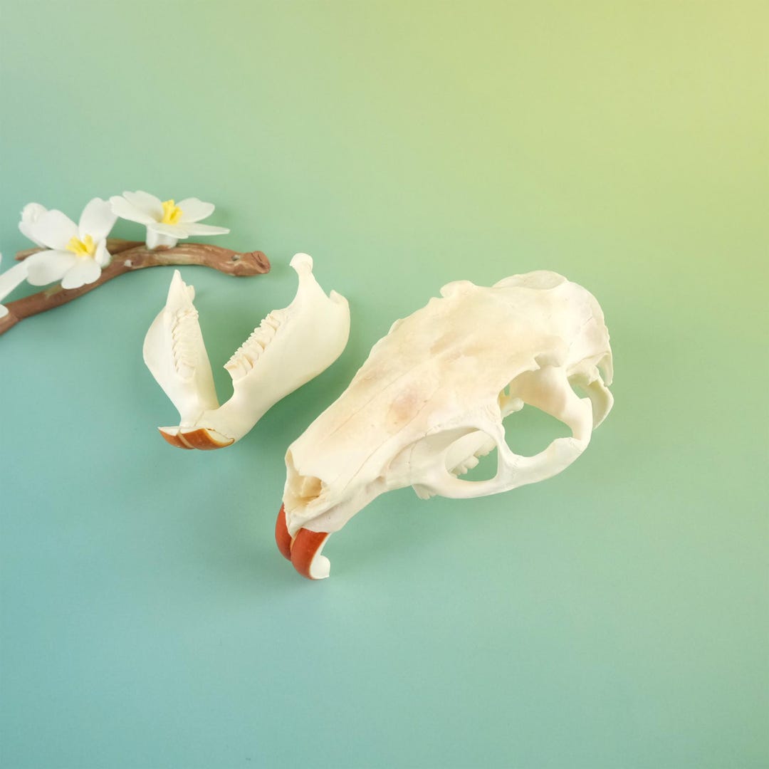 Nutria Skull Specimen, Cleaned and Bleached, Wholesale Skulls ...