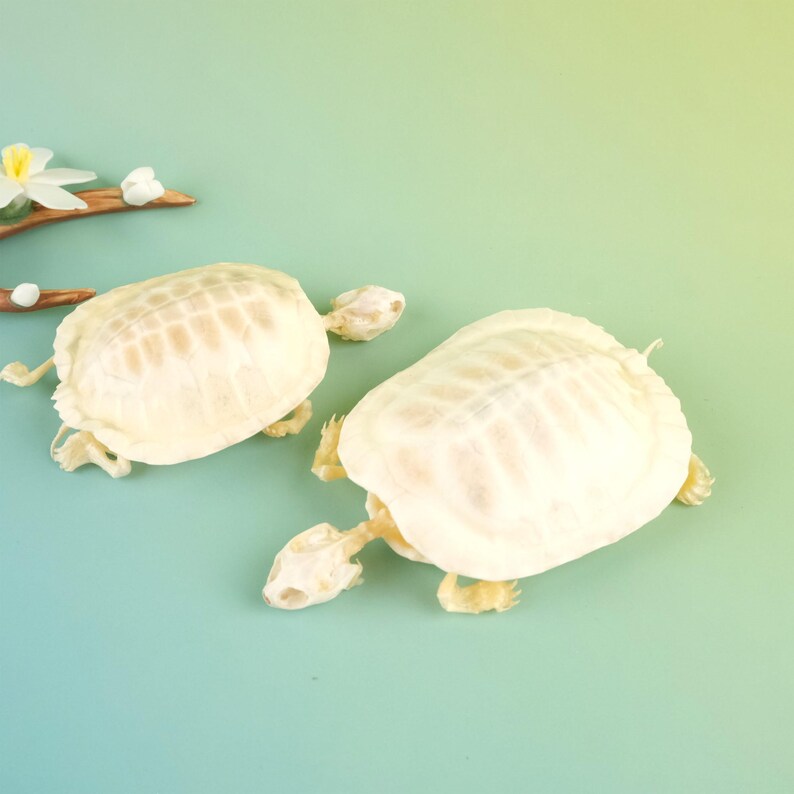 Real Turtle Skeleton Specimen, Real Animal Bone Collector Lover Gift ...