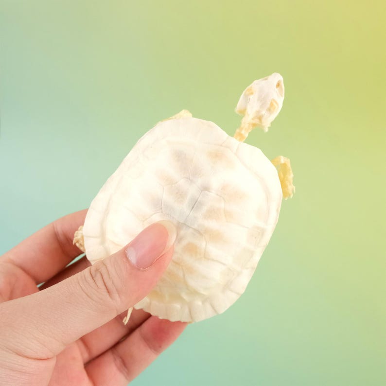 Real Turtle Skeleton Specimen, Real Animal Bone Collector Lover Gift ...