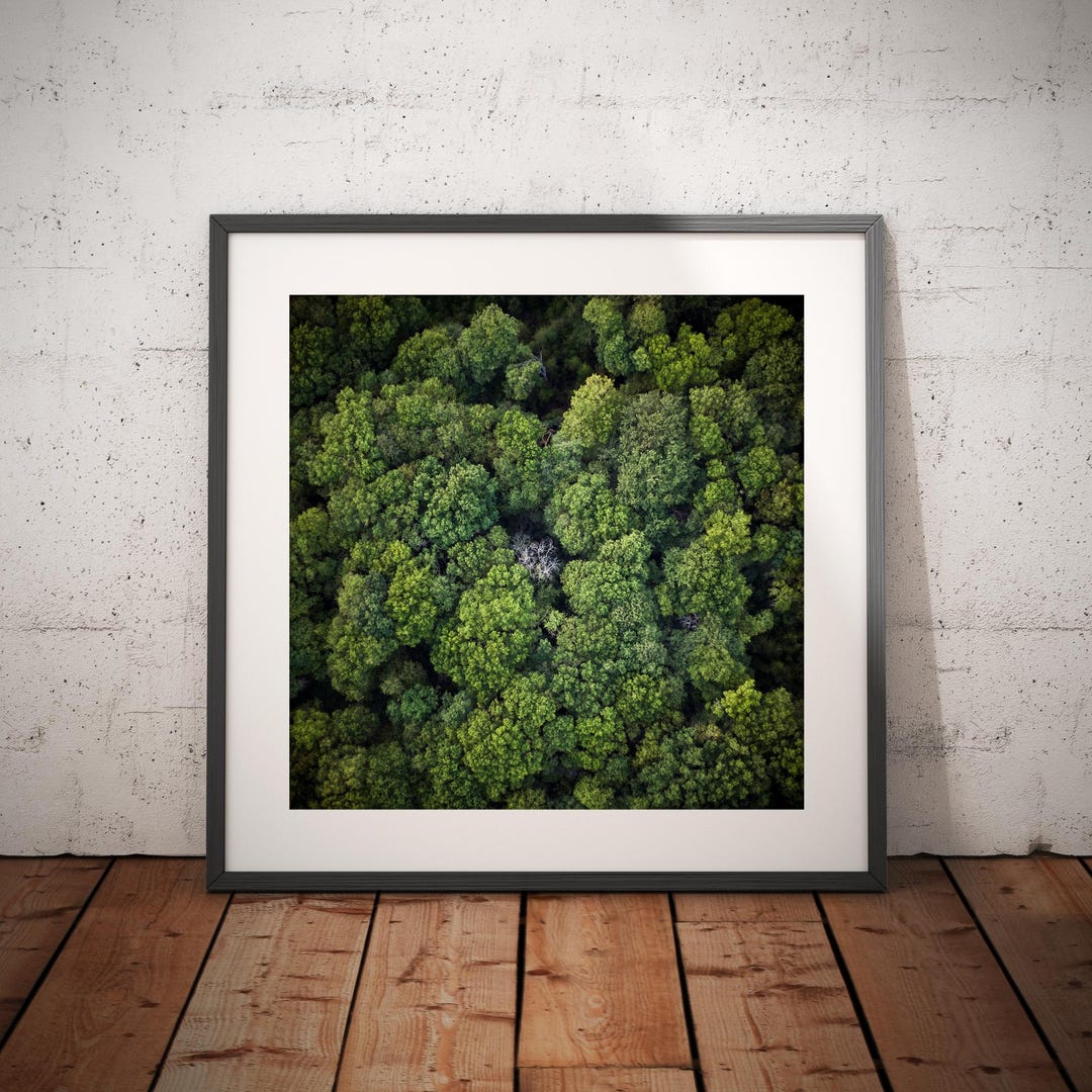 Trees, Foliage, Plants, Textures, Woodland, Dead Tree, Branches, Square ...