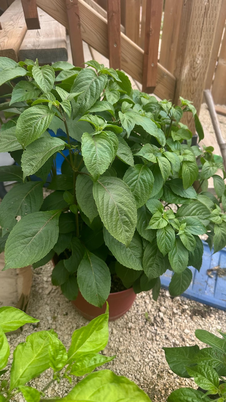 Scent Leave Plant: Nchuanwu, Ahigbe, Efirin Herb - Etsy Canada