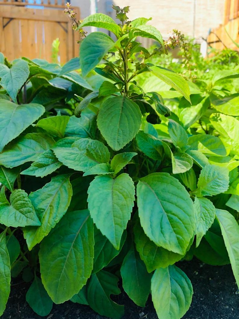 Scent Leave Plant: Nchuanwu, Ahigbe, Efirin Herb - Etsy Canada