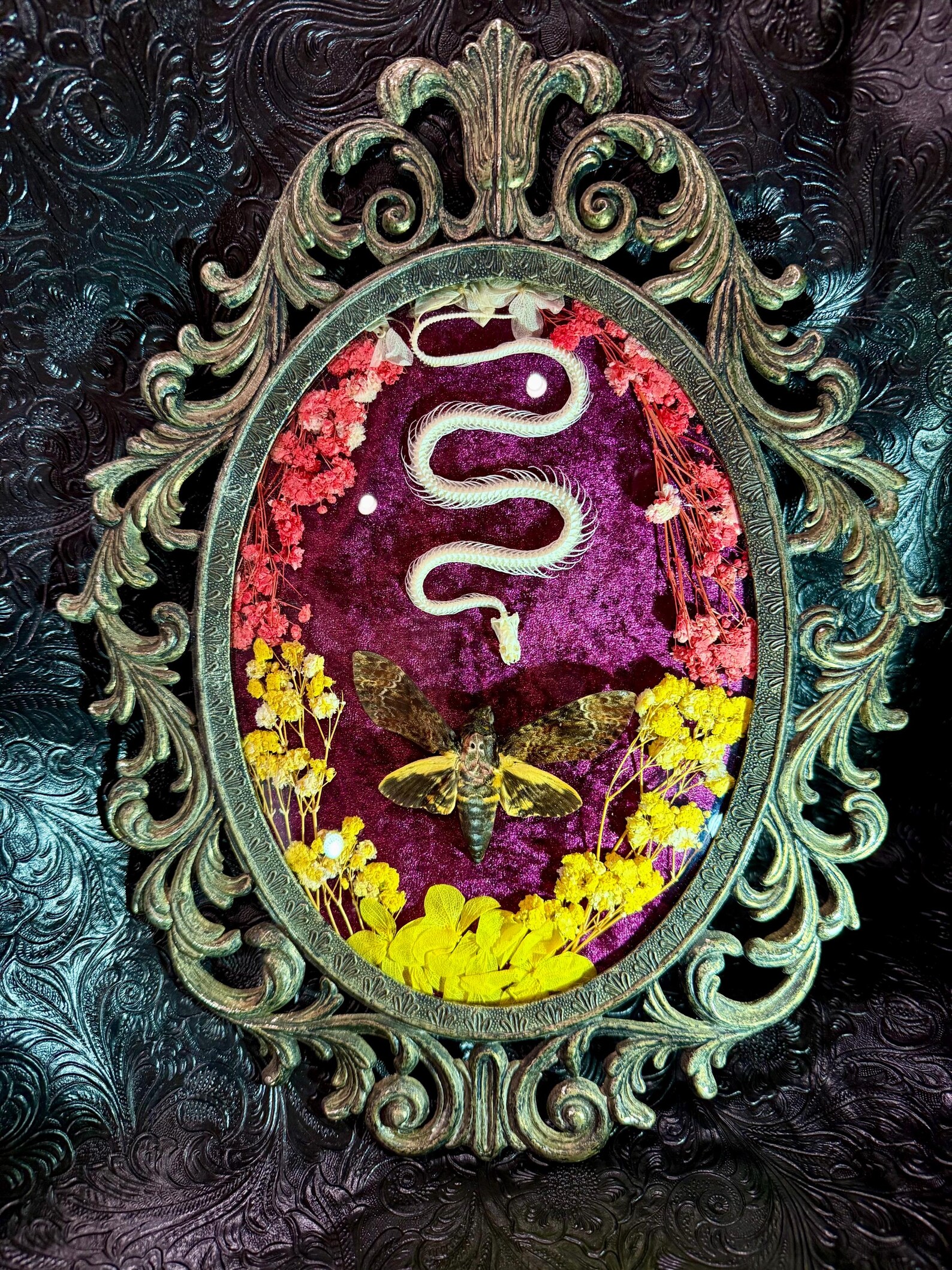 Real Snake and Deathhead Moth in Vintage Bubble Frame—dried Floral ...