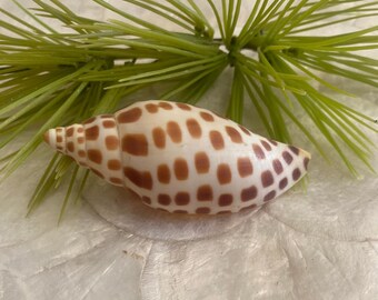 Scaphella Junonia Volute - Private Collection - Rare Shell - Collector ...