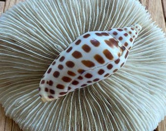 Scaphella Junonia Volute - Private Collection - Rare Shell - Collector ...