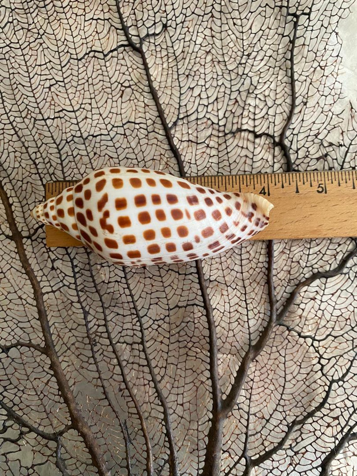 Scaphella Junonia Volute - Private Collection - Rare Shell - Collector ...