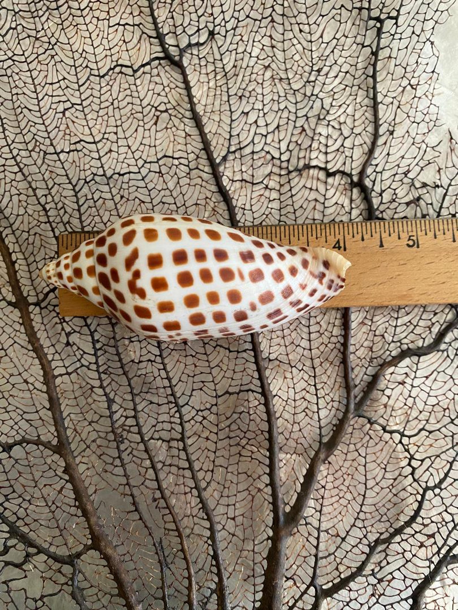 Scaphella Junonia Volute - Private Collection - Rare Shell - Collector ...