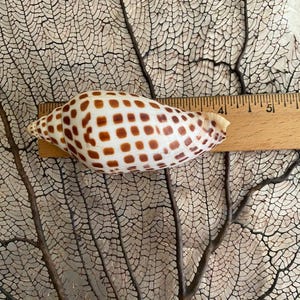 Scaphella Junonia Volute - Private Collection - Rare Shell - Collector ...