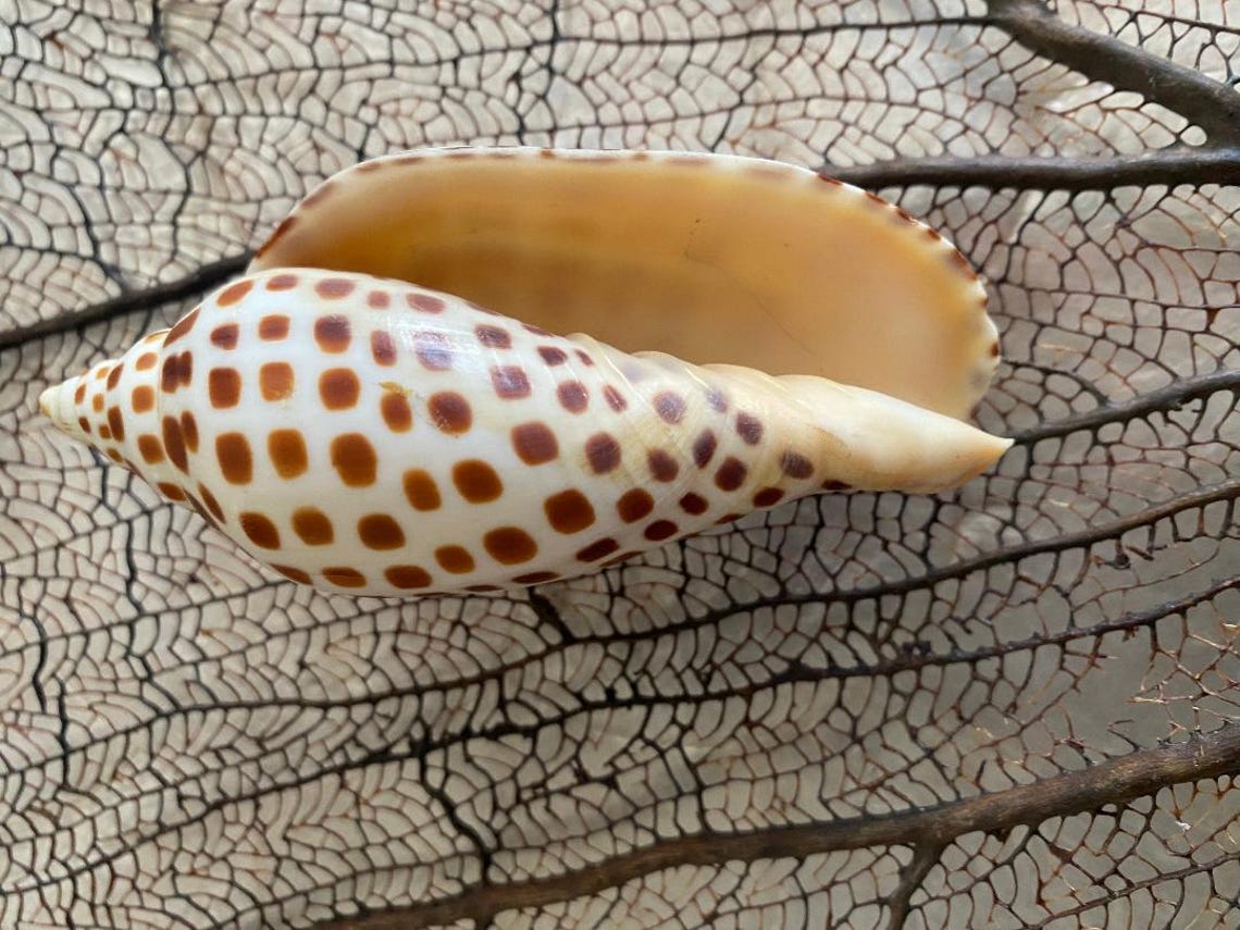 Scaphella Junonia Volute - Private Collection - Rare Shell - Collector ...