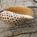 Scaphella Junonia Volute - Private Collection - Rare Shell - Collector ...