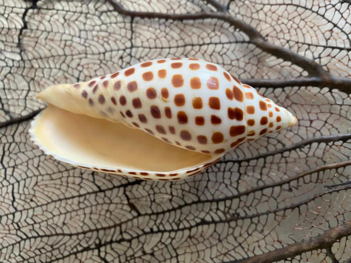Scaphella Junonia Volute - Private Collection - Rare Shell - Collector ...