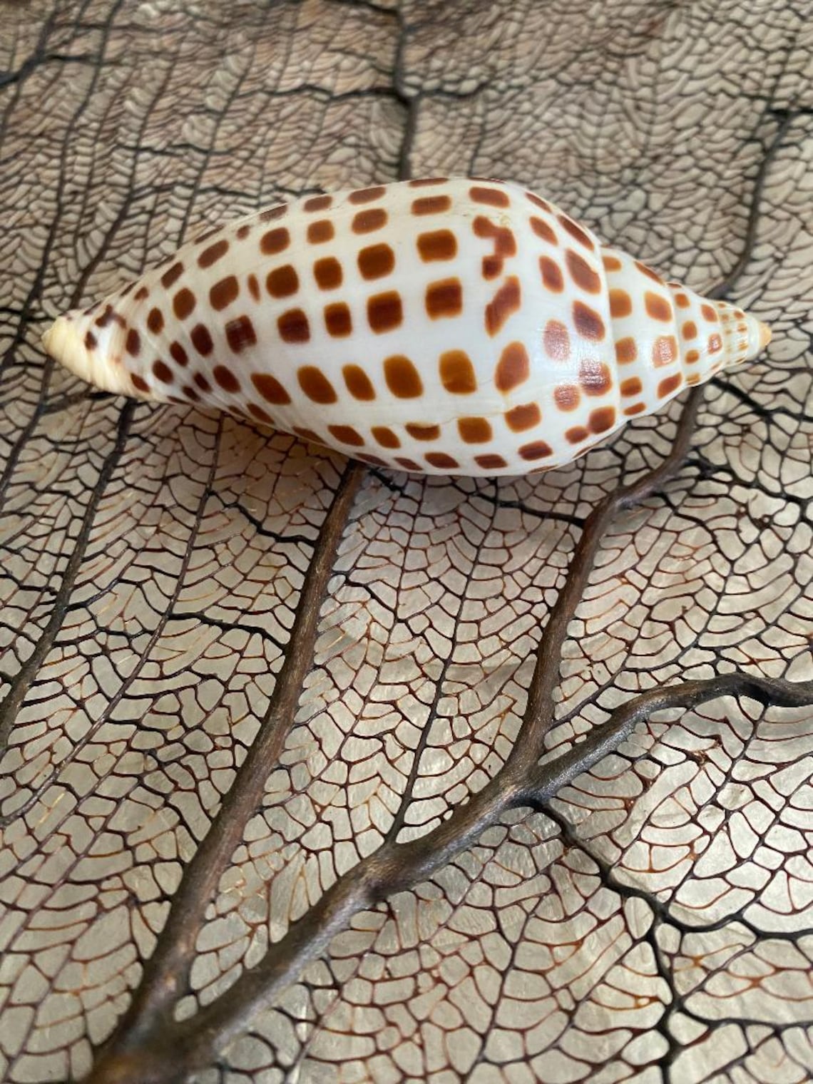 Scaphella Junonia Volute - Private Collection - Rare Shell - Collector ...