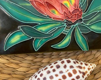 Scaphella Junonia Volute - Private Collection - Rare Shell - Collector ...