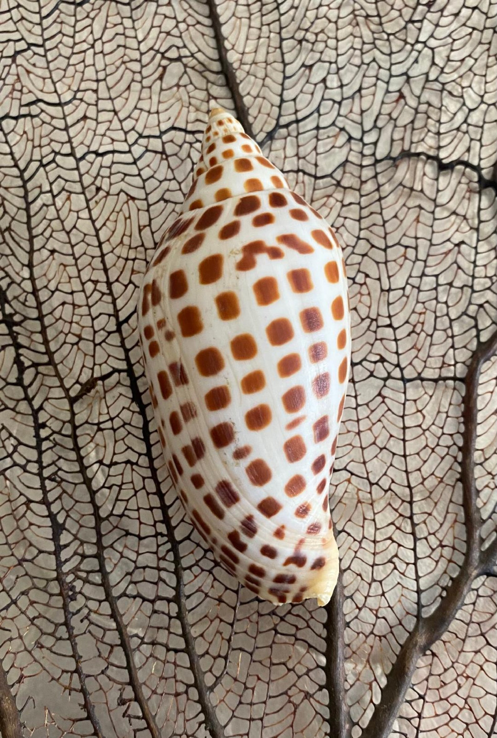 Scaphella Junonia Volute - Private Collection - Rare Shell - Collector ...