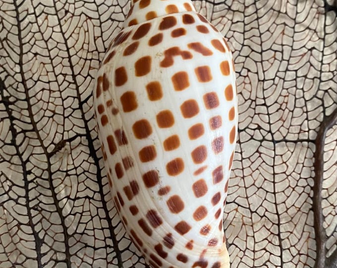 Scaphella Junonia Volute - Private Collection - Rare Shell - Collector ...