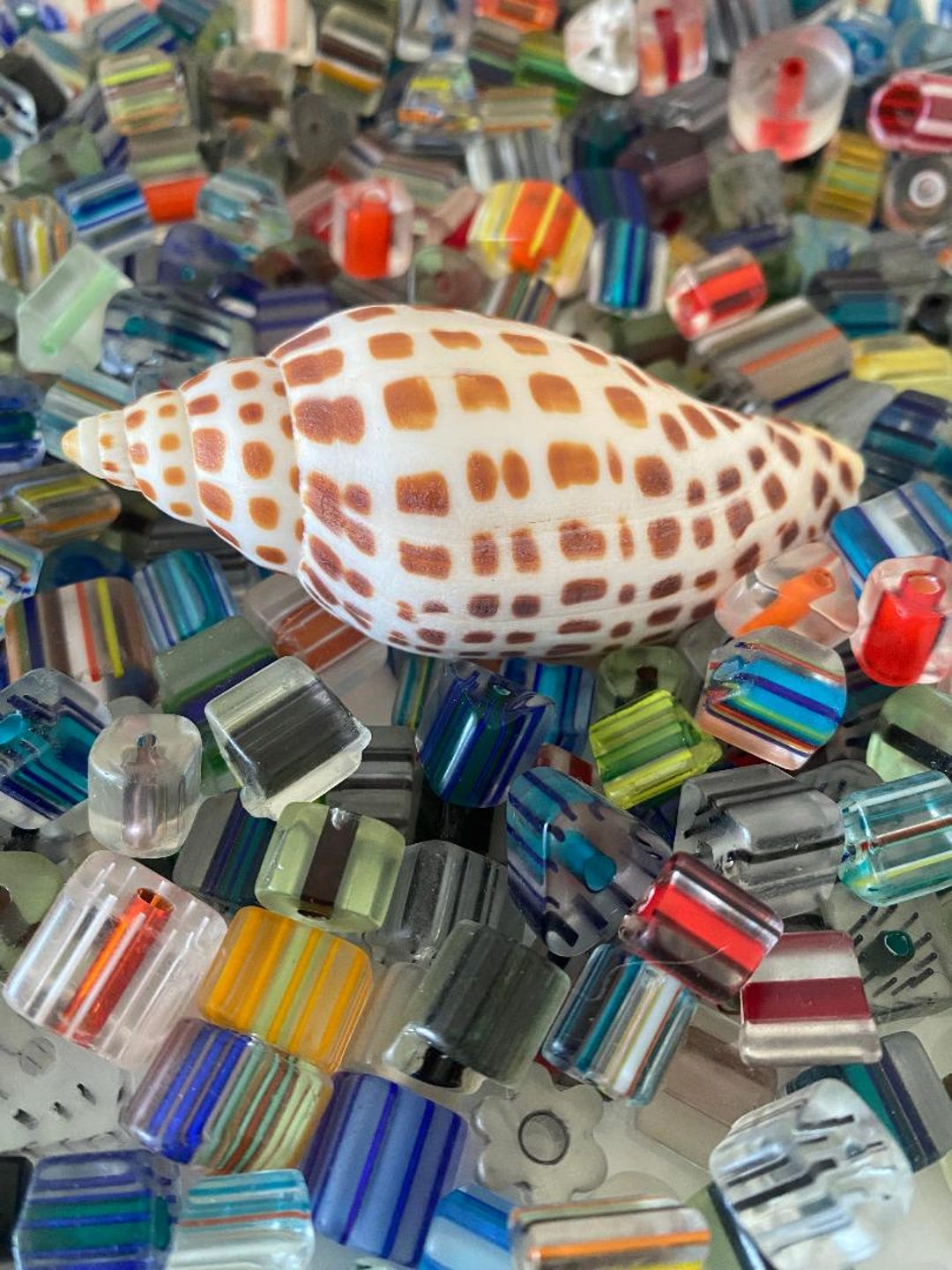 Scaphella Junonia Volute Private Collection Rare Shell Collector's ...