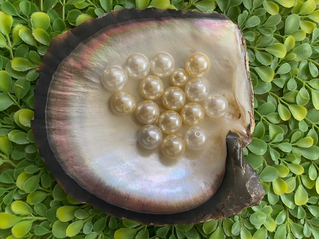 Black-lip Pearl Oyster Shell - Pinctada Margaritifera - Indo-pacific ...