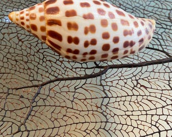 Scaphella Junonia Volute - Private Collection - Rare Shell - Collector ...
