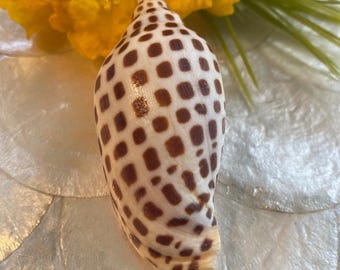 Scaphella Junonia Volute - Private Collection - Rare Shell - Collector ...