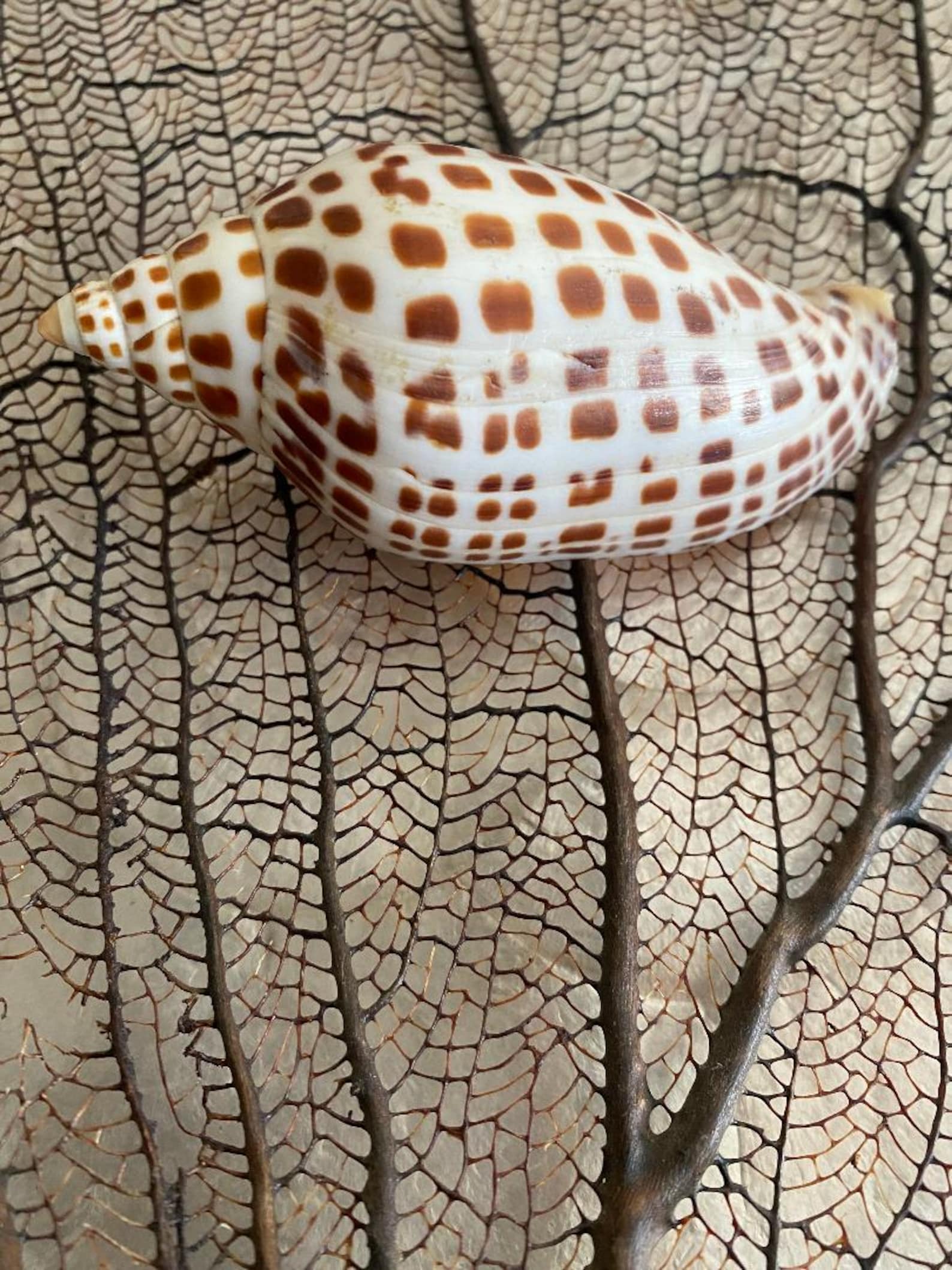 Scaphella Junonia Volute - Private Collection - Rare Shell - Collector ...