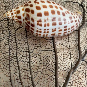 Scaphella Junonia Volute - Private Collection - Rare Shell - Collector ...