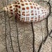 Scaphella Junonia Volute - Private Collection - Rare Shell - Collector ...