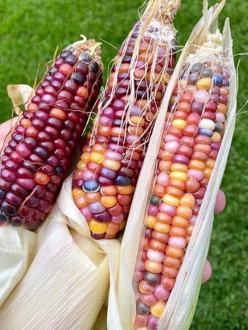 25 Glass Gem Indian Corn Seeds for Planting Beautiful and Vibrant ...