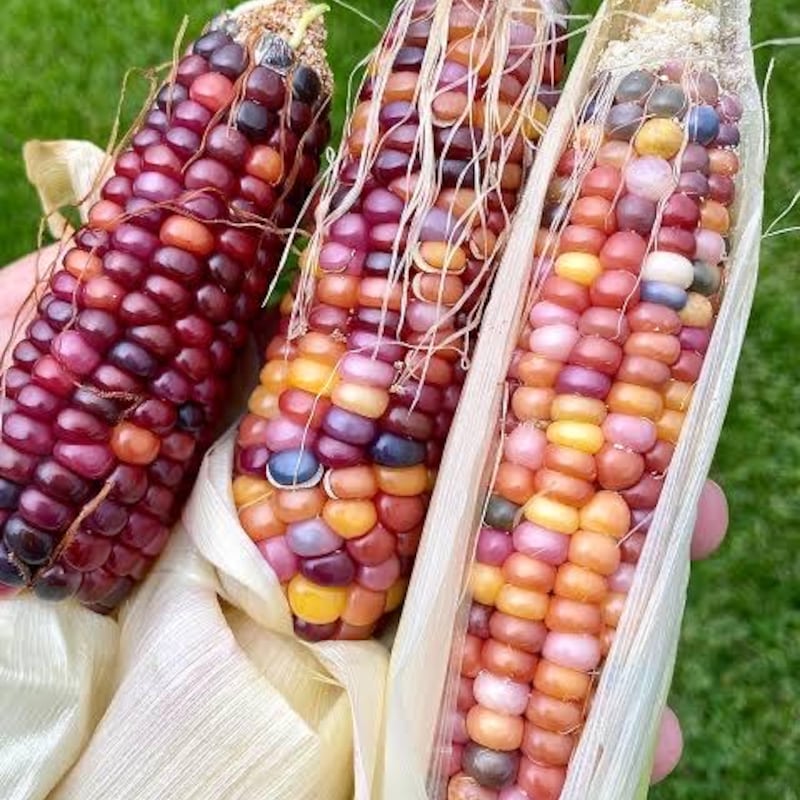 Glass Corn - Etsy