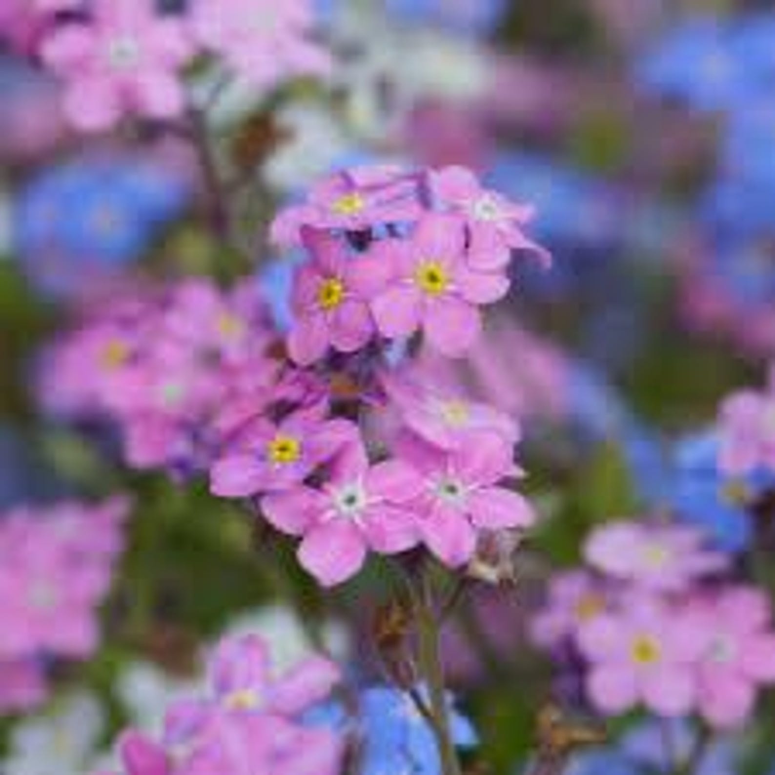 Forget Me Nots Mixed Colors Perennial Early Blooms Pollinators 500 ...