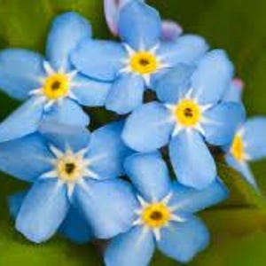Forget Me Nots Mixed Colors Perennial Early Blooms Pollinators 500 ...