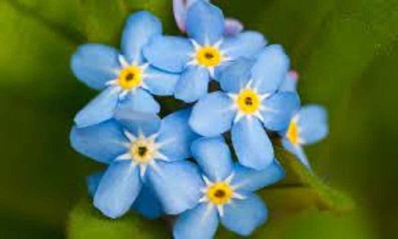 Forget Me Nots Mixed Colors Perennial Early Blooms Pollinators 500 ...