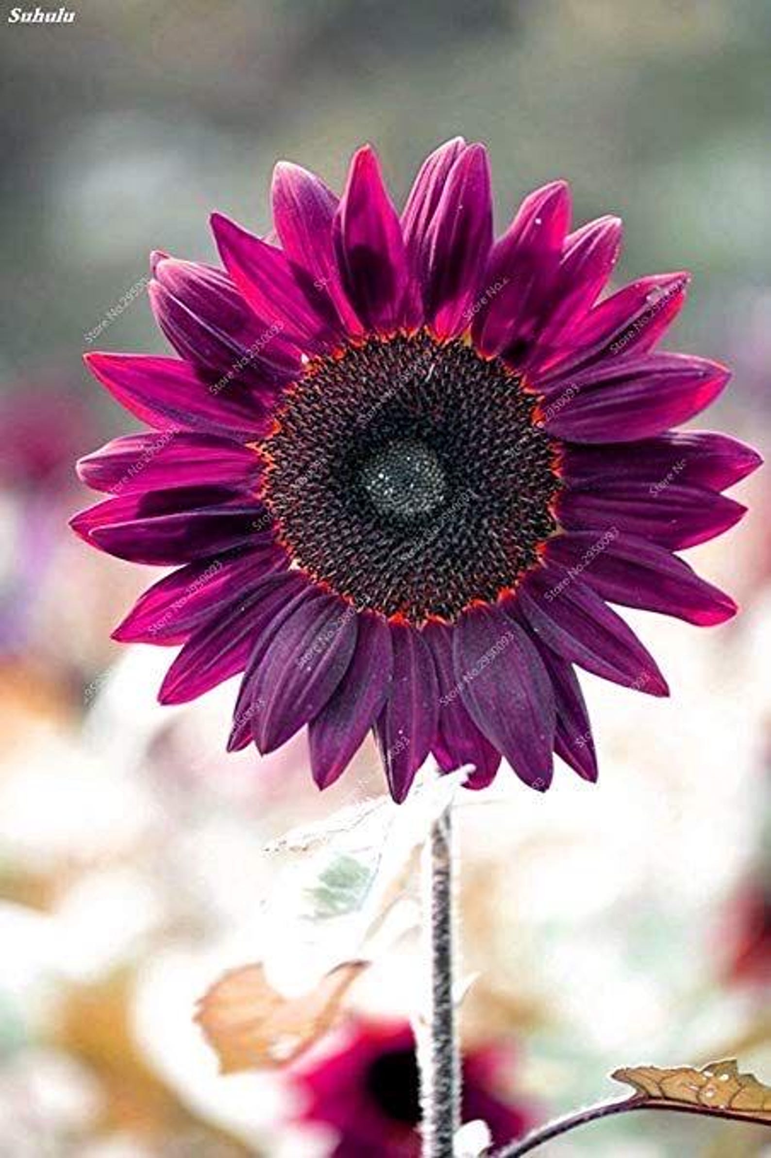30 Midnight Rouge Sunflower Seeds Garden Planting Spring Vibrant Colors ...