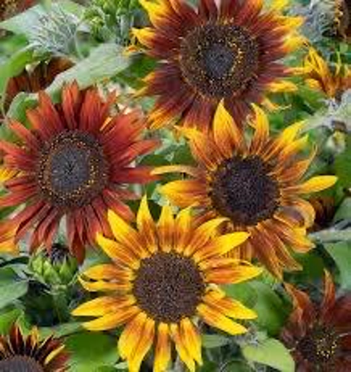 40 Mardi Gras Blend Sunflower Seeds Mixed Colors Beautiful Variety ...