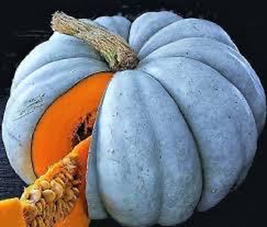 25 Blue Pumpkin Seeds Jarradale Queensland Cinderella Doll Heirloom ...