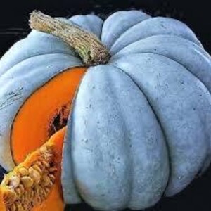 25 Blue Pumpkin Seeds Jarradale Queensland Cinderella Doll Heirloom ...