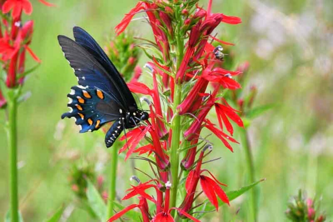 100 Cardinal Flower Seeds Lobelia Cardinalis Humming Bird Red Flowers ...