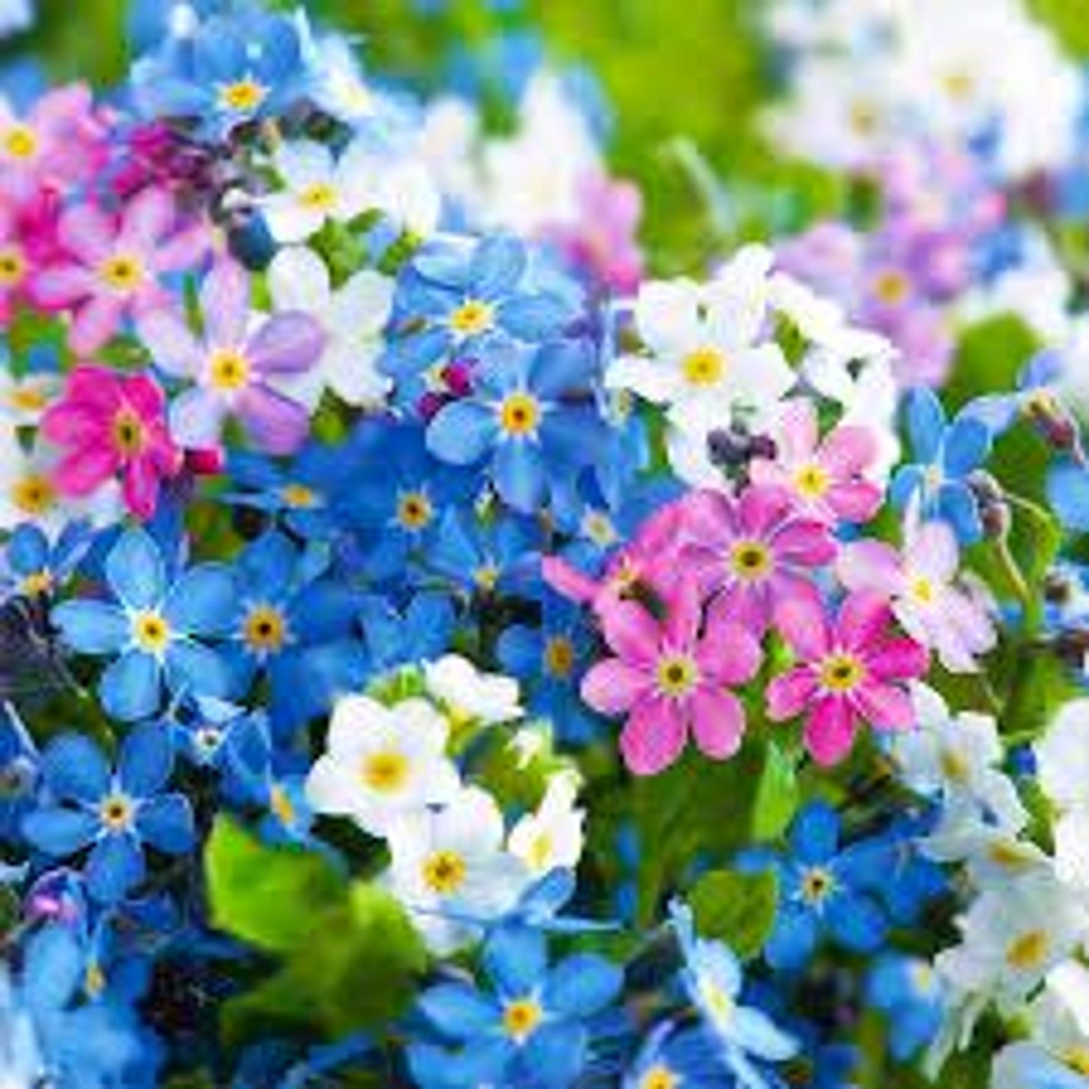 Forget Me Nots Mixed Colors Perennial Early Blooms Pollinators 500 ...