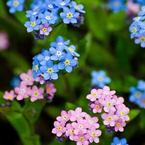 Forget Me Nots Mixed Colors Perennial Early Blooms Pollinators 500 ...