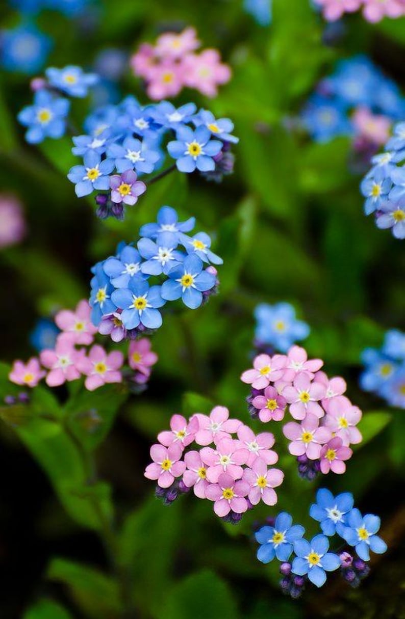 Forget Me Nots Mixed Colors Perennial Early Blooms Pollinators 500 ...