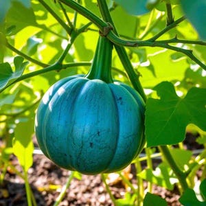 25 Blue Pumpkin Seeds Jarradale Queensland Cinderella Doll Heirloom ...