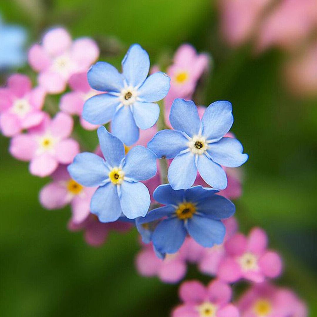 Forget Me Nots Mixed Colors Perennial Early Blooms Pollinators 500 ...