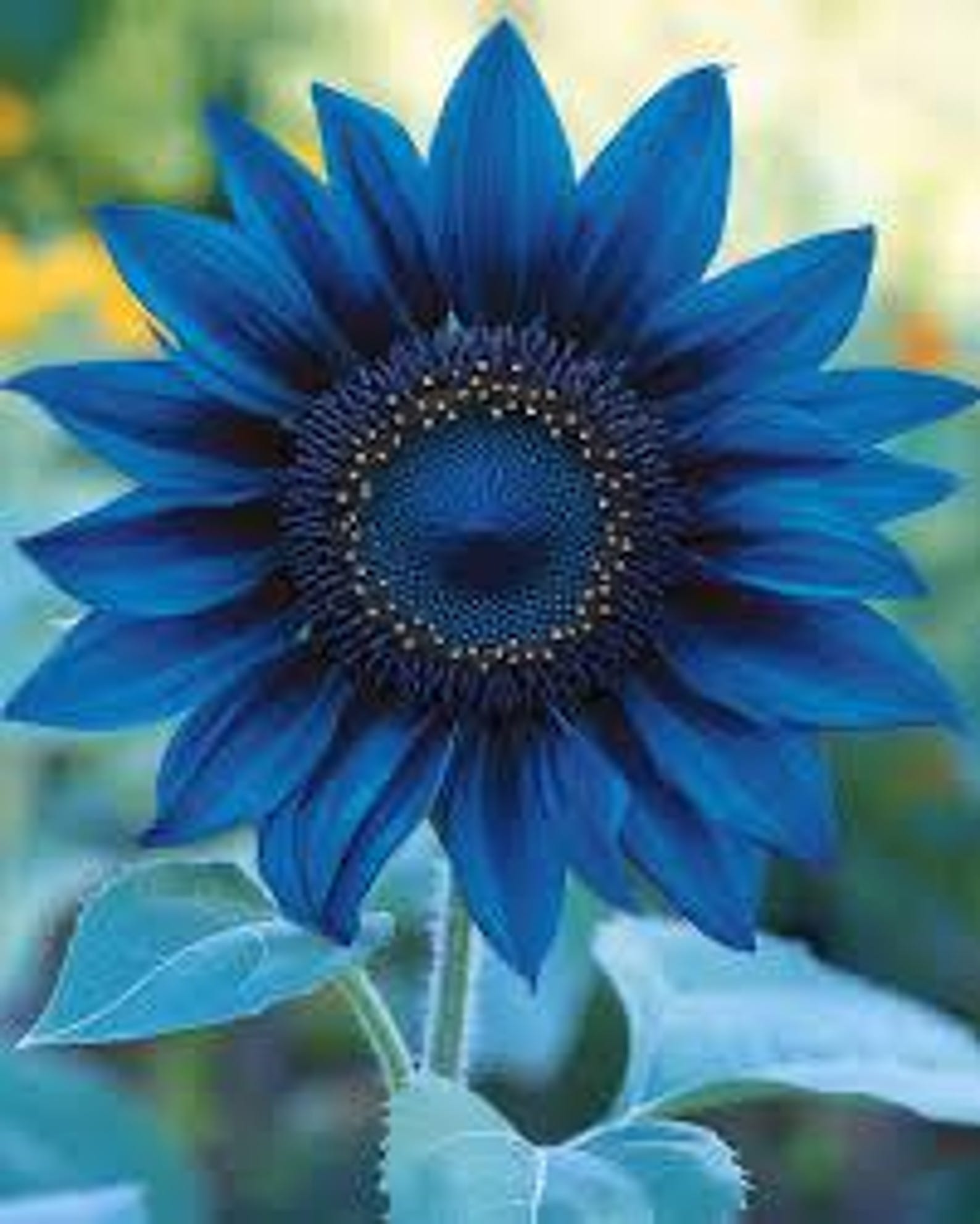 30 Rare Blue Sunflower Seeds for Planting. Hybrid Colorful Blooms ...