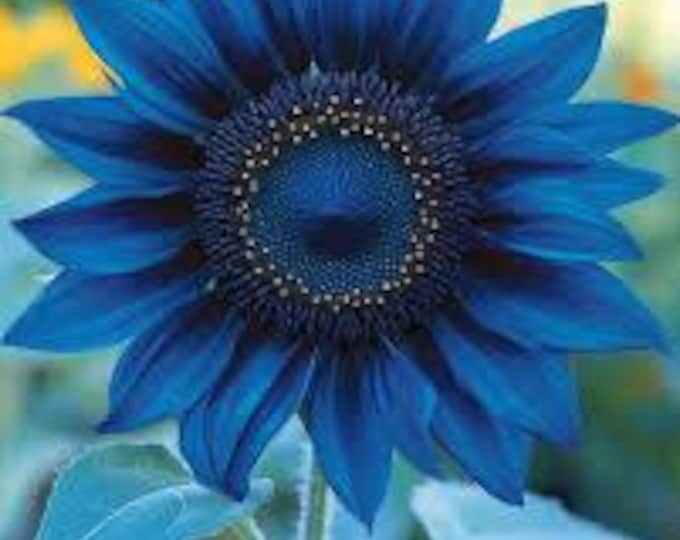 30 Rare Blue Sunflower Seeds for Planting. Hybrid Colorful Blooms ...