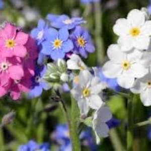 Forget Me Nots Mixed Colors Perennial Early Blooms Pollinators 500 ...