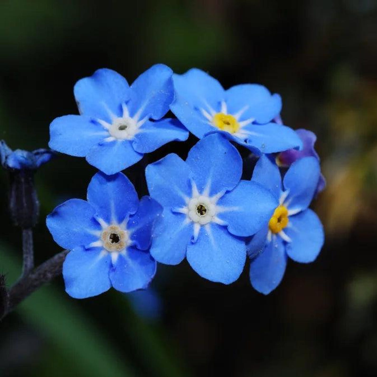 Forget Me Nots Mixed Colors Perennial Early Blooms Pollinators 500 ...
