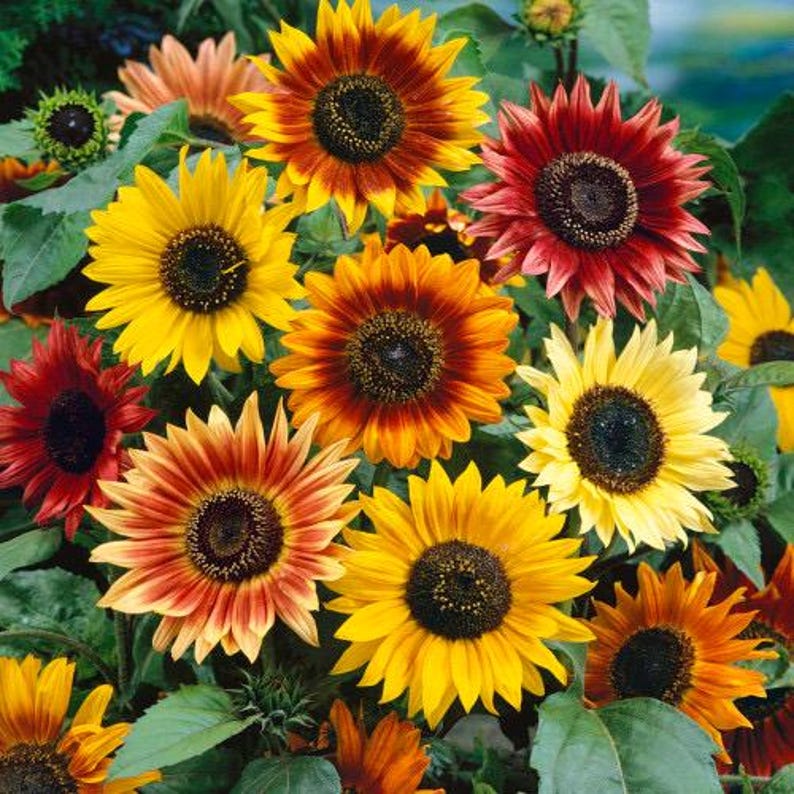 40 Mardi Gras Blend Sunflower Seeds Mixed Colors Beautiful Variety ...