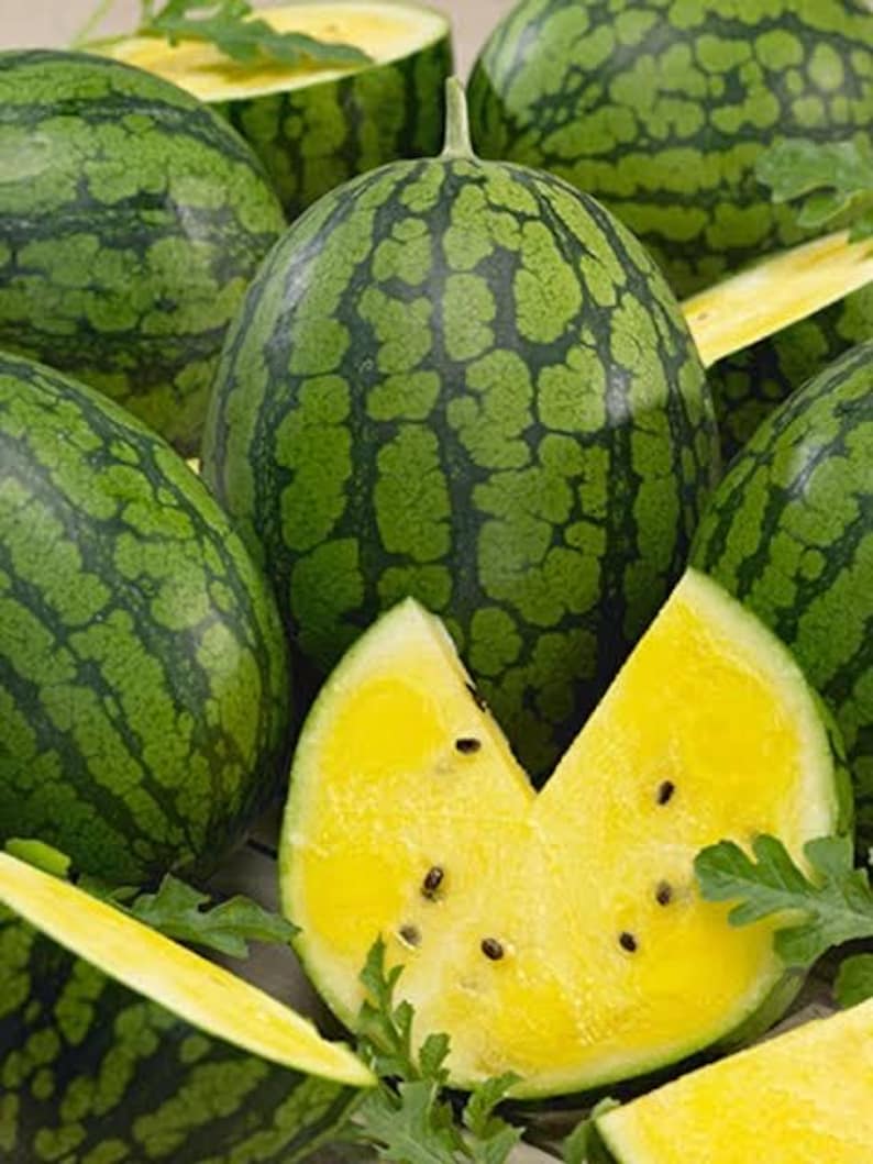 30 Yellow Watermelon Seeds Organic Heirloom Planting Garden Non- Gmo - Etsy