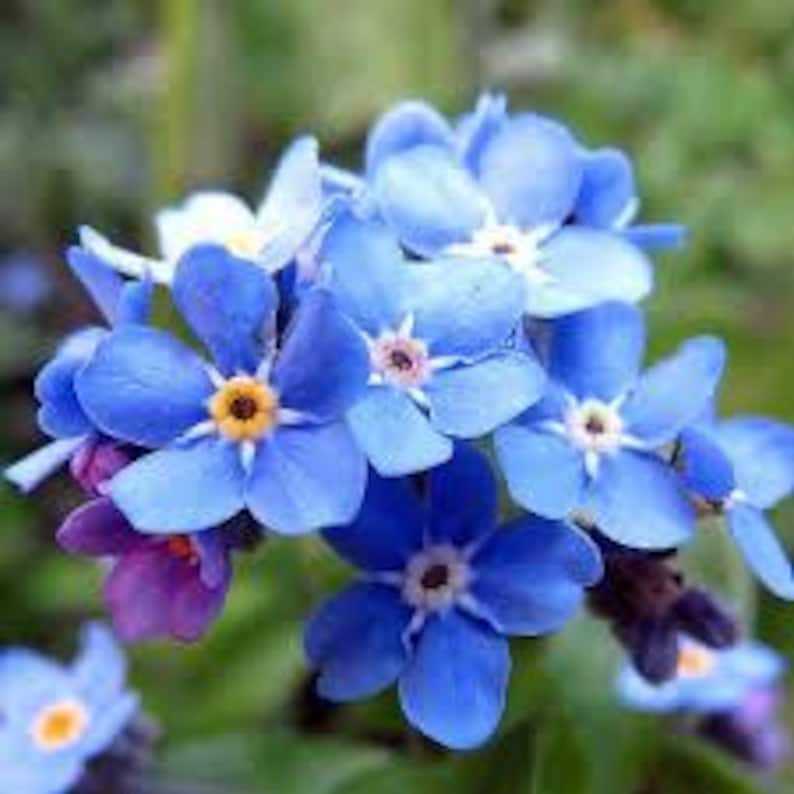 Forget Me Nots Mixed Colors Perennial Early Blooms Pollinators 500 ...