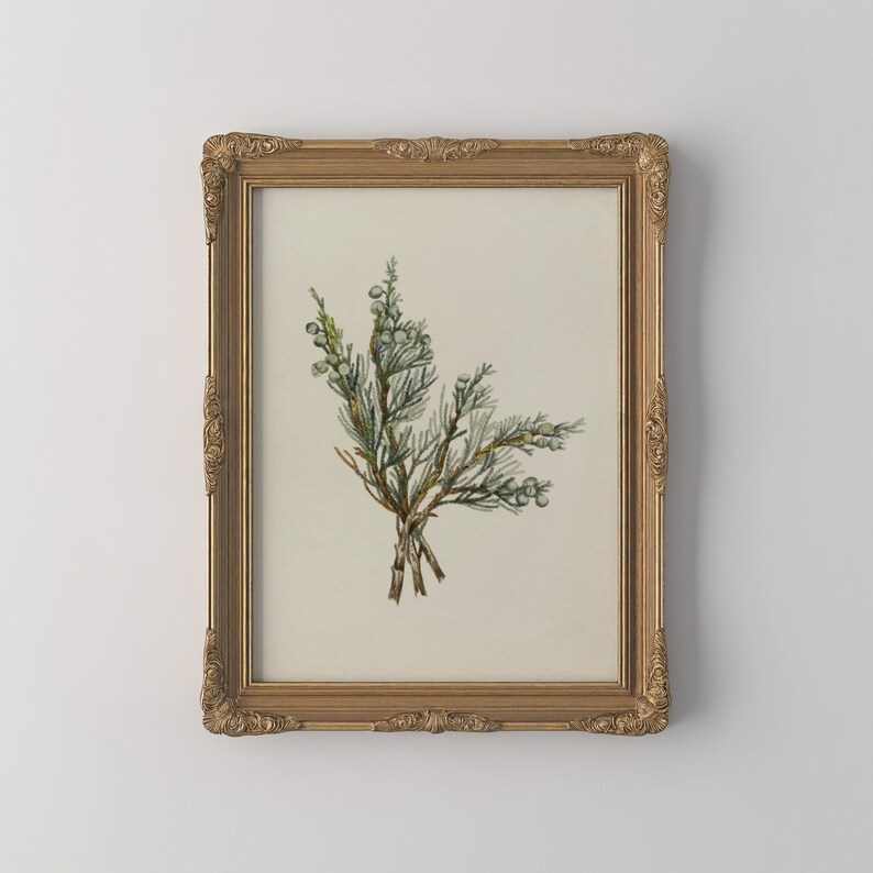 Juniper Wall Art Printable Vintage Botanical Branch Illustration Rustic ...
